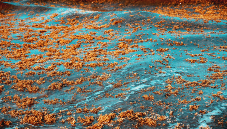 Seaweed Benefits for Skin: A Beginners Guide